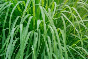 Come coltivare la citronella, la pianta antizanzare - Spazio Life Style